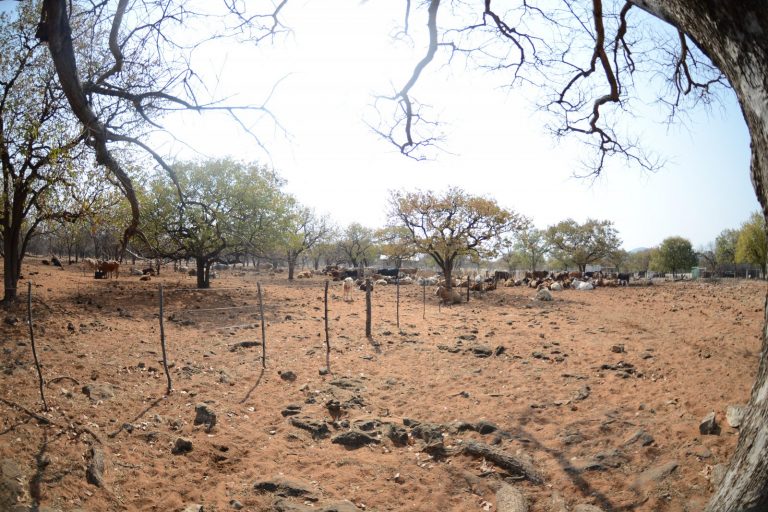 FALSE: White Namibians do not own 70% of the land - Namibia Fact Check